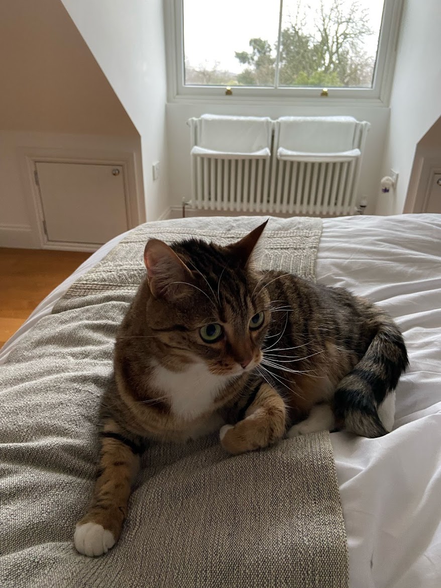 Success Stories – Pets Lets